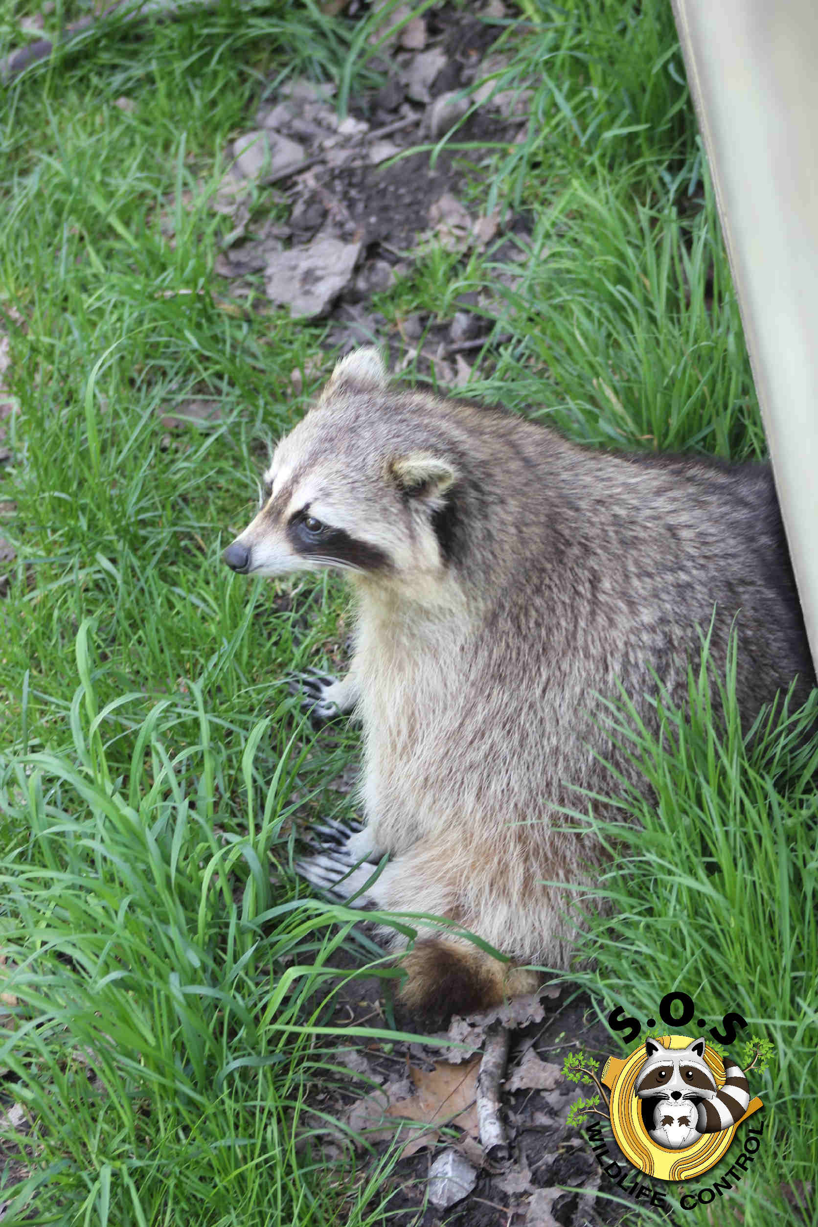 Raccoon Roundworm Symptoms in Humans - Sos Wildlife Removal