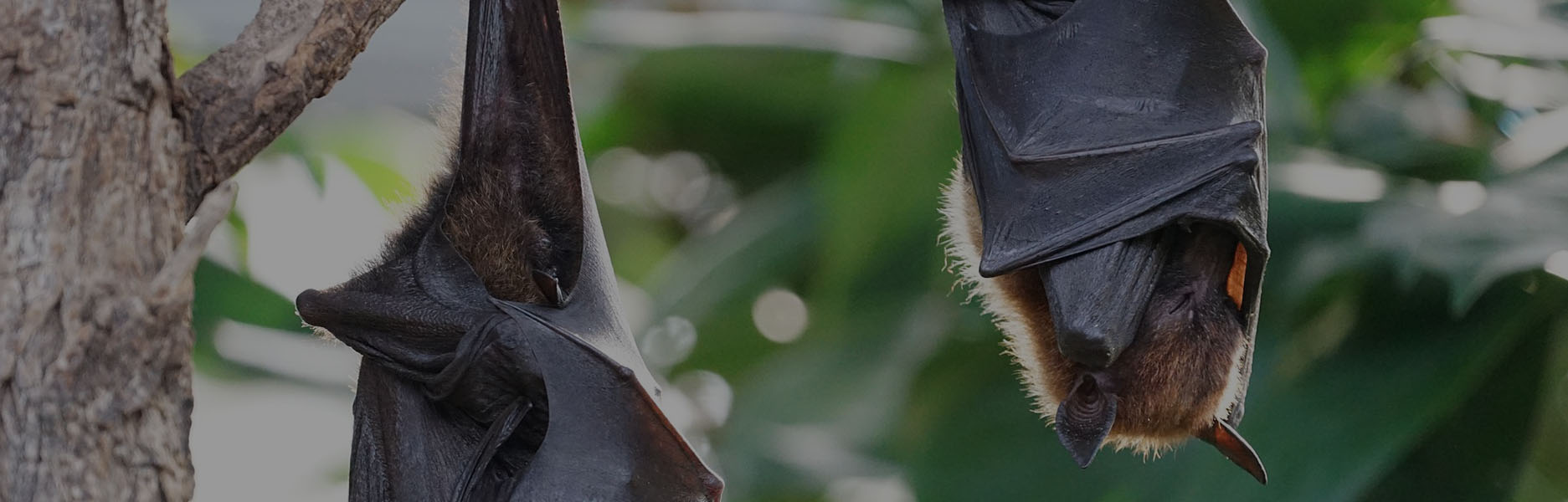 Bat Removal Services Toronto | Affordable Bat Control Markham