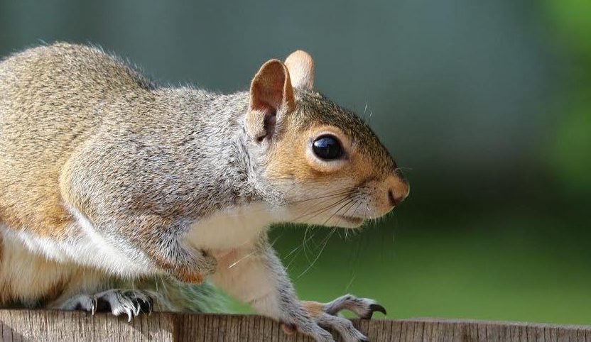 Things About Squirrels You Didn’t Know