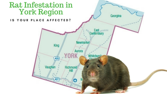 Rat Infestation in York Region: Is Your Place Affected?