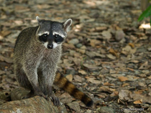 Different Types of Raccoons in the World | Markham Wildlife Removal
